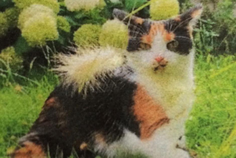 Liste des chats perdus - Alertes Disparition